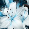 95 Blue Heart Lily Seeds 100pcs OutletTrends.com Free Shipping Up to 70 ...