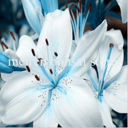 95 Blue Heart Lily Seeds 100pcs OutletTrends.com Free Shipping Up to 70 ...