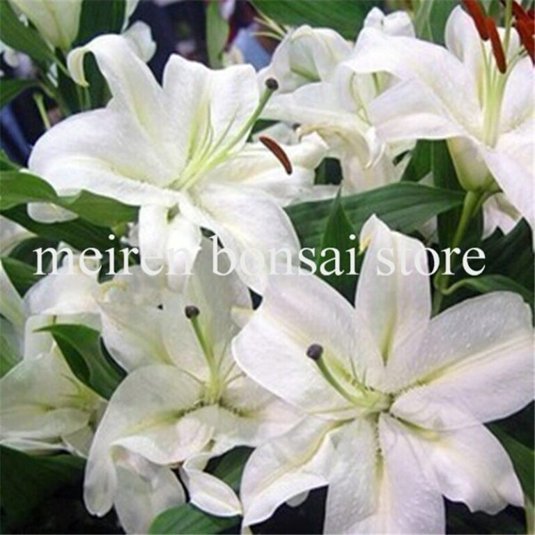 95 Blue Heart Lily Seeds 100pcs OutletTrends.com Free Shipping Up to 70 ...