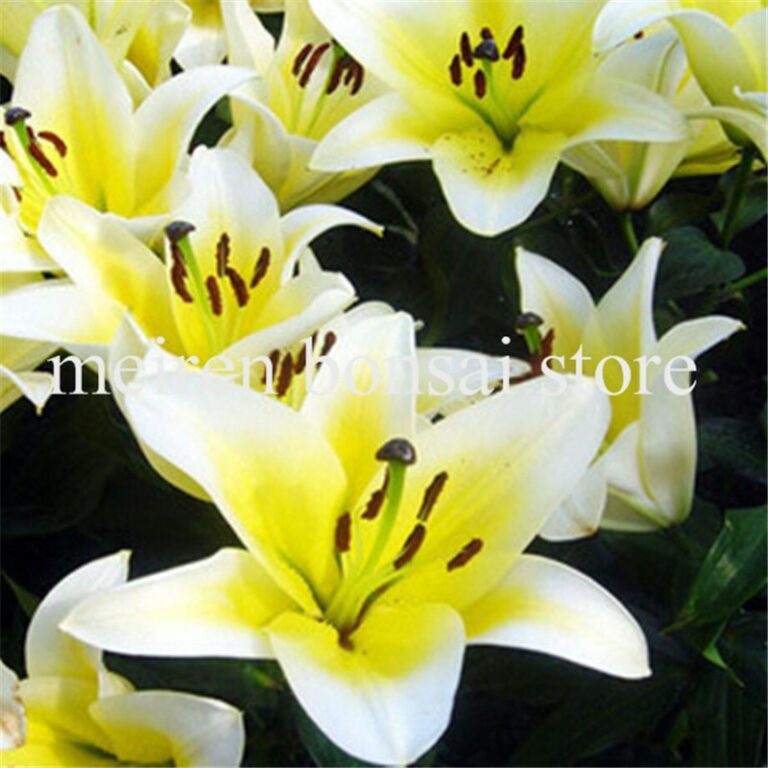 95 Blue Heart Lily Seeds 100pcs OutletTrends.com Free Shipping Up to 70 ...
