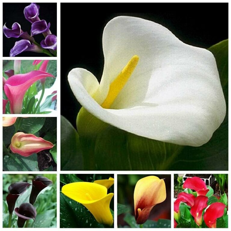 100 Pcs Calla Lily Seeds OutletTrends.com Free Shipping Up to 70% OFF
