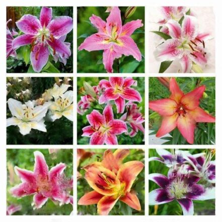 24Color Lily Mix Seeds 100pcs OutletTrends.com Free Shipping Up to 70% OFF