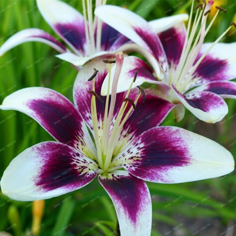 24Color Lily Mix Seeds 100pcs OutletTrends.com Free Shipping Up to 70% OFF