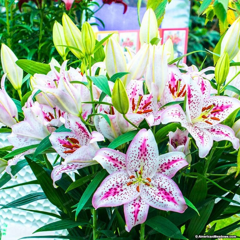 24Color Lily Mix Seeds 100pcs OutletTrends.com Free Shipping Up to 70% OFF