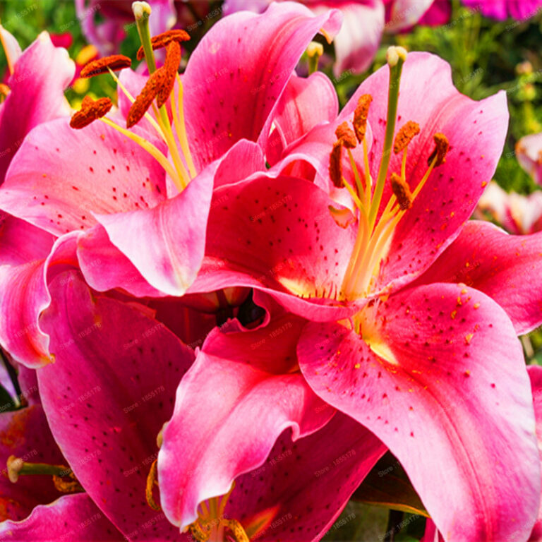 24Color Lily Mix Seeds 100pcs OutletTrends.com Free Shipping Up to 70% OFF