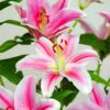 24Color Lily Mix Seeds 100pcs OutletTrends.com Free Shipping Up to 70% OFF