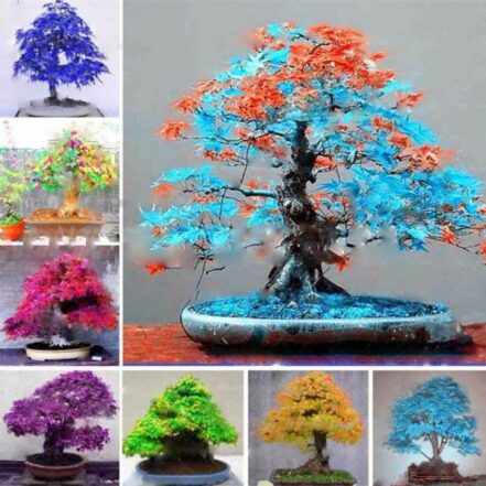 30 Pcs Maple Tree Bonsai Seeds Japanese Blue OutletTrends.com Free ...