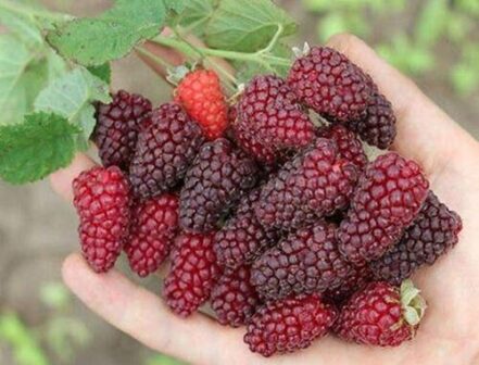 100pcs Heirloom Raspberry Seeds OutletTrends.com Free Shipping Up to 70 ...