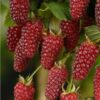 100pcs Heirloom Raspberry Seeds OutletTrends.com Free Shipping Up to 70 ...