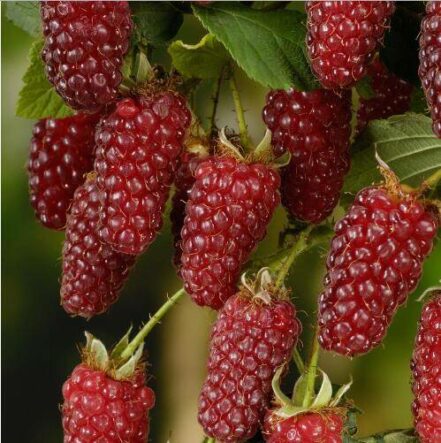 100pcs Heirloom Raspberry Seeds OutletTrends.com Free Shipping Up to 70 ...
