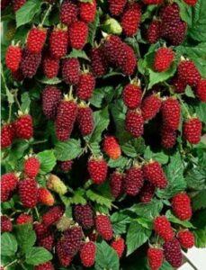 100pcs Heirloom Raspberry Seeds OutletTrends.com Free Shipping Up to 70 ...