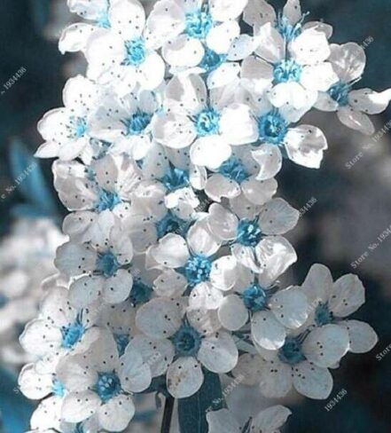 10 Sky Blue Sakura Seeds OutletTrends.com Free Shipping Up to 70% OFF
