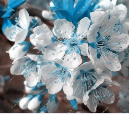 10 Sky Blue Sakura Seeds OutletTrends.com Free Shipping Up to 70% OFF