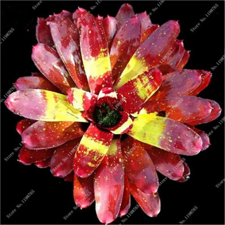 100pcs Colorful Cacti Seeds OutletTrends.com Free Shipping Up to 70% OFF