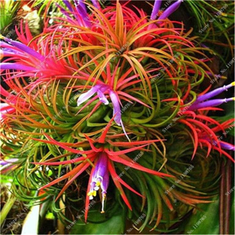 100pcs Colorful Cacti Seeds OutletTrends.com Free Shipping Up to 70% OFF