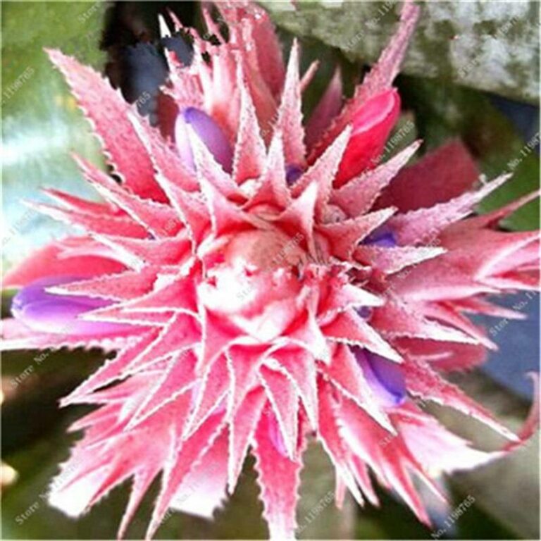 100pcs Colorful Cacti Seeds OutletTrends.com Free Shipping Up to 70% OFF
