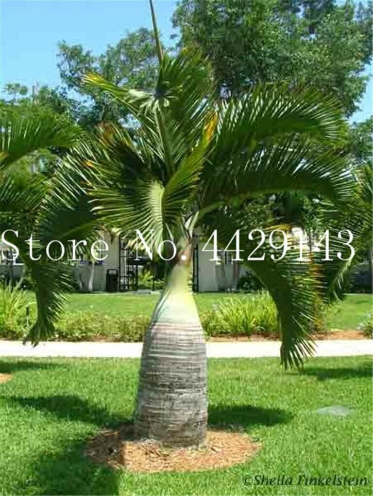 10pcs Japan Palm Tree Seeds OutletTrends.com Free Shipping Up to 70% OFF