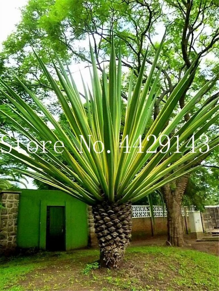 10pcs Japan Palm Tree Seeds OutletTrends.com Free Shipping Up to 70% OFF
