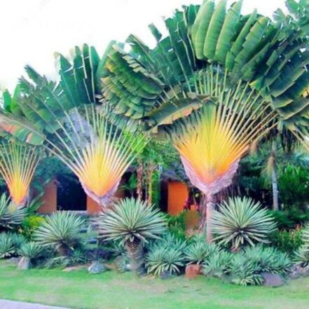 10 Pcs Japanese Dwarf Sago Palm Seeds OutletTrends.com Free Shipping Up ...