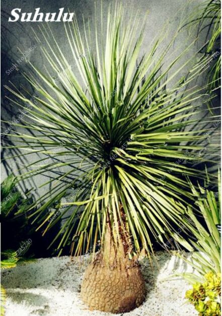 10 Pcs Japanese Dwarf Sago Palm Seeds OutletTrends.com Free Shipping Up ...