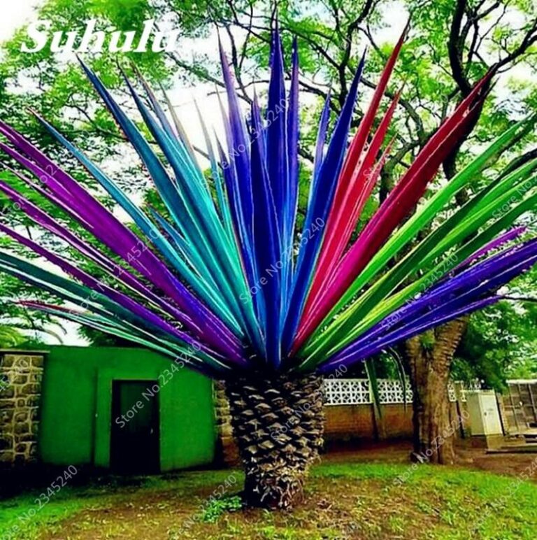 10 Pcs Japanese Dwarf Sago Palm Seeds OutletTrends.com Free Shipping Up ...