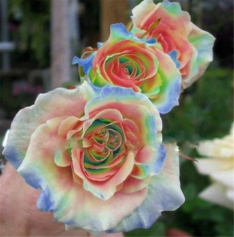 100 Rose Seeds Colorful Blooms OutletTrends.com Free Shipping Up to 70% OFF