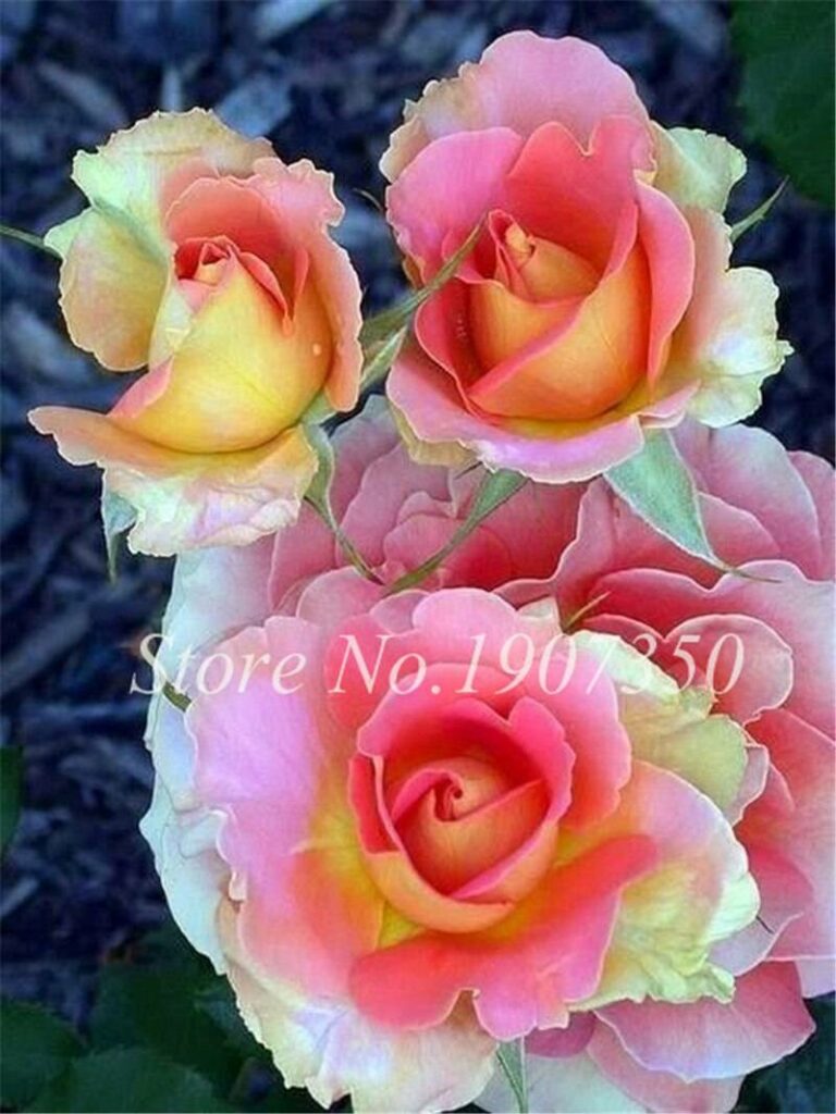 100 Rose Seeds Colorful Blooms OutletTrends.com Free Shipping Up to 70% OFF