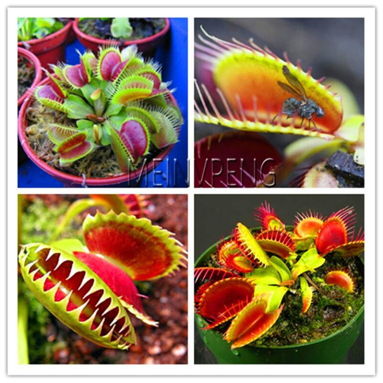 20pcs Flytrap Cactus Seeds OutletTrends.com Free Shipping Up to 70% OFF