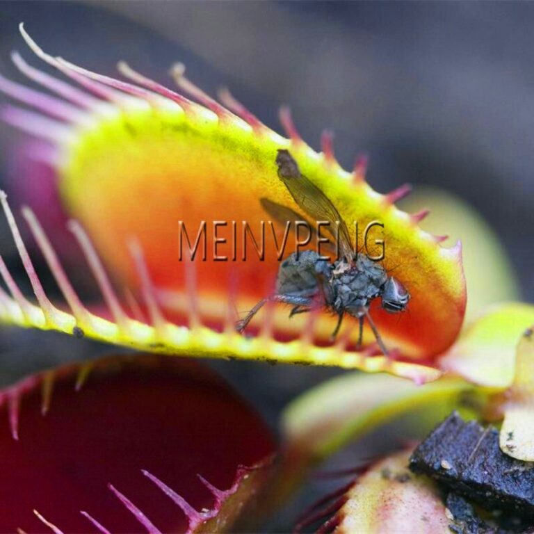 20pcs Flytrap Cactus Seeds OutletTrends.com Free Shipping Up to 70% OFF