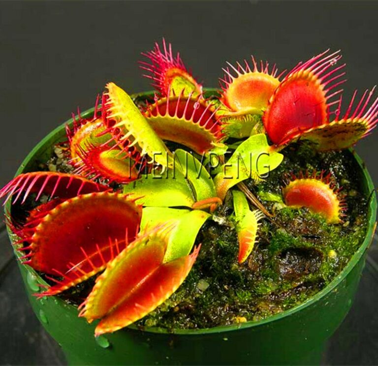 20pcs Flytrap Cactus Seeds OutletTrends.com Free Shipping Up to 70% OFF