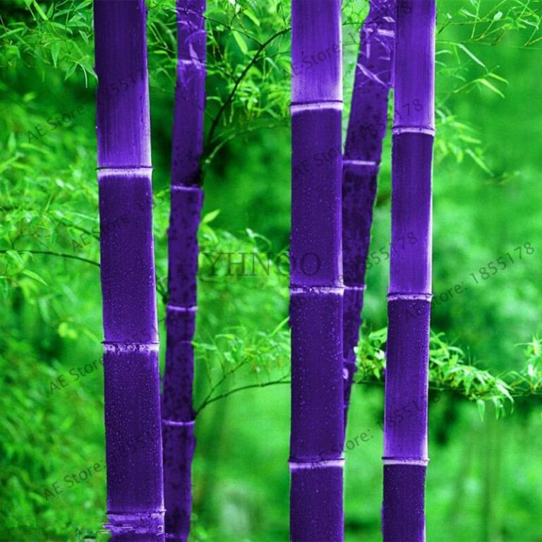 20pcs Giant Moso Bamboo Seeds OutletTrends.com Free Shipping Up to 70% OFF