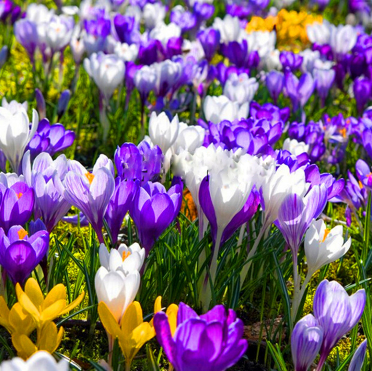 Saffron Particles 20 Seeds OutletTrends.com Free Shipping Up to 70% OFF