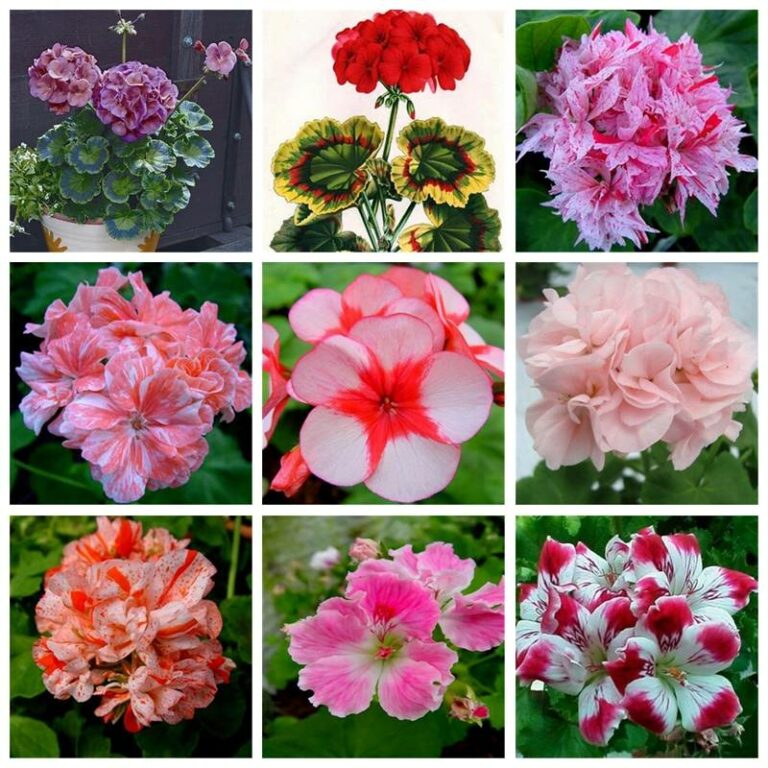 100 Pcs Geranium Seeds OutletTrends.com Free Shipping Up to 70% OFF