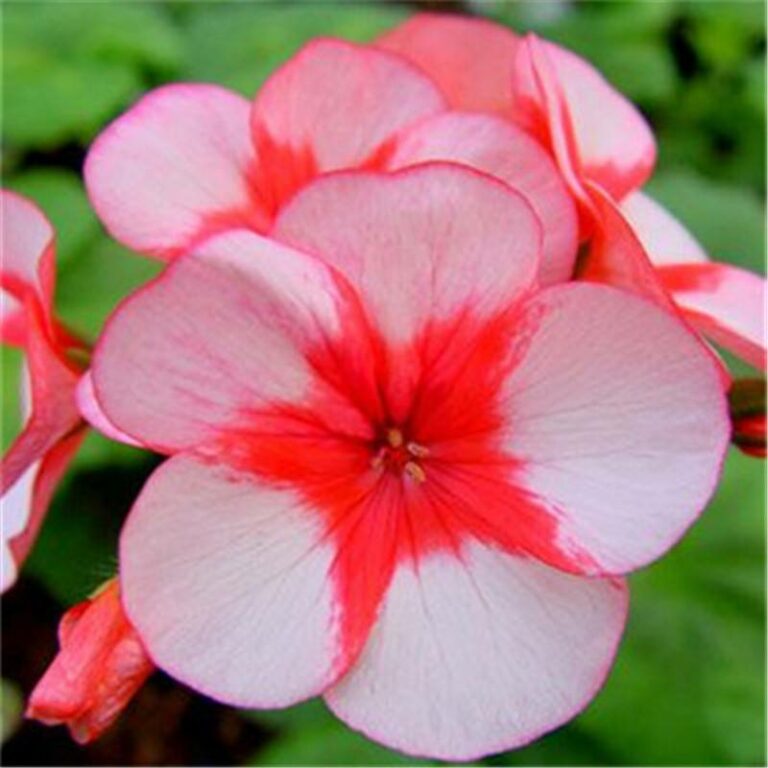 100 Pcs Geranium Seeds OutletTrends.com Free Shipping Up to 70% OFF