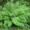 100pcs Japanese Creeper Fern Seeds OutletTrends.com Free Shipping Up to ...
