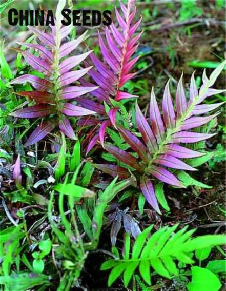 100pcs Japanese Creeper Fern Seeds OutletTrends.com Free Shipping Up to ...