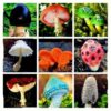 24 Edible Ornamental Mush Seeds OutletTrends.com Free Shipping Up to 70 ...