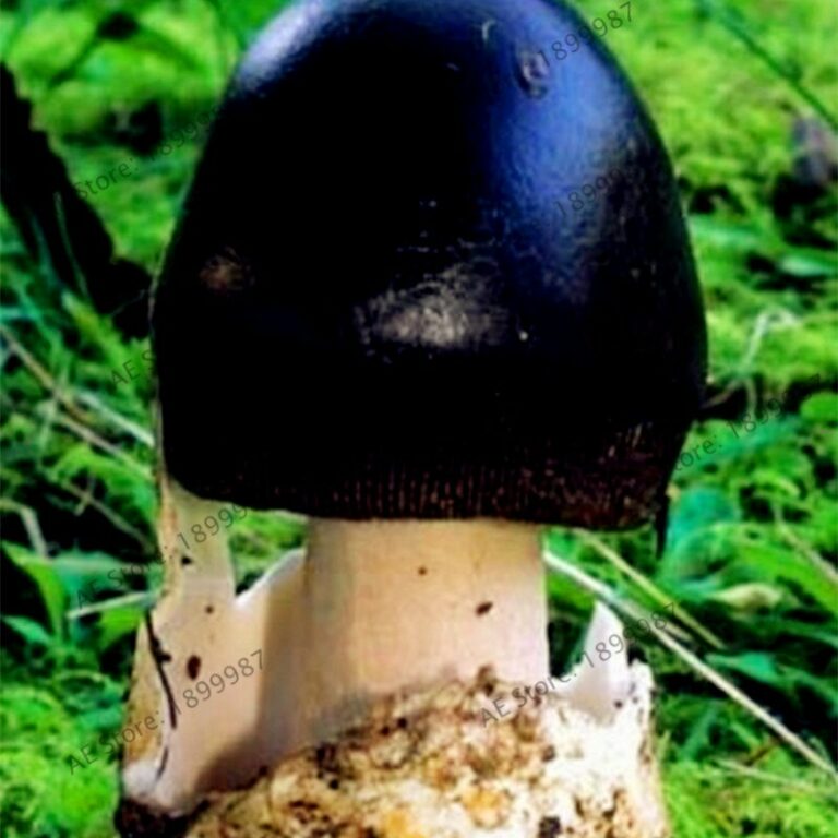 24 Edible Ornamental Mush Seeds OutletTrends.com Free Shipping Up to 70 ...