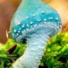 24 Edible Ornamental Mush Seeds OutletTrends.com Free Shipping Up to 70 ...