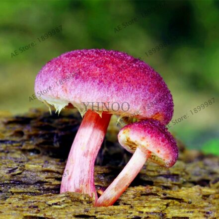 24 Edible Ornamental Mush Seeds OutletTrends.com Free Shipping Up to 70 ...