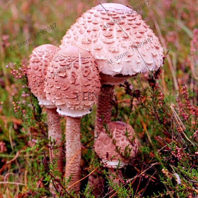 24 Edible Ornamental Mush Seeds OutletTrends.com Free Shipping Up to 70 ...