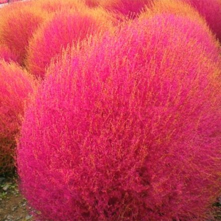 100pcs Burning Bush Seeds OutletTrends.com Free Shipping Up to 70% OFF