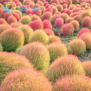 100pcs Burning Bush Seeds OutletTrends.com Free Shipping Up to 70% OFF