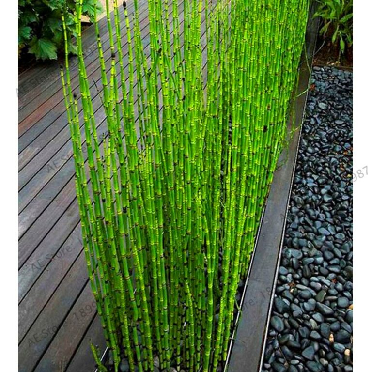 60pcs Moso Bamboo Seeds OutletTrends.com Free Shipping Up to 70% OFF