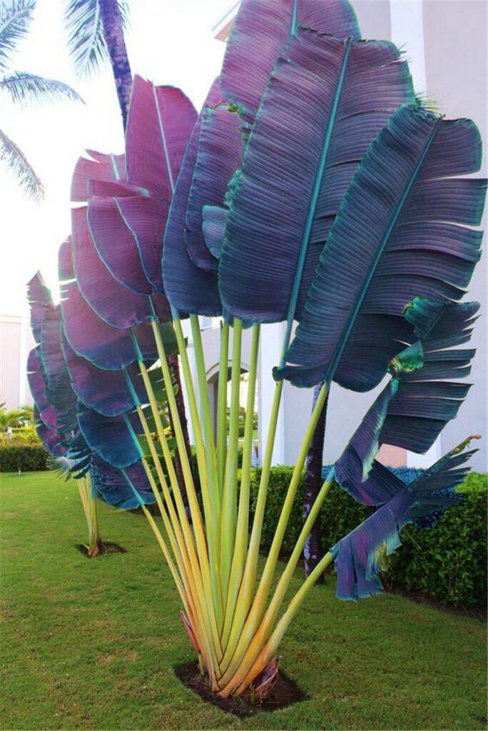 100 Purple Palm Evergreen Seeds OutletTrends.com Free Shipping Up to 70 ...