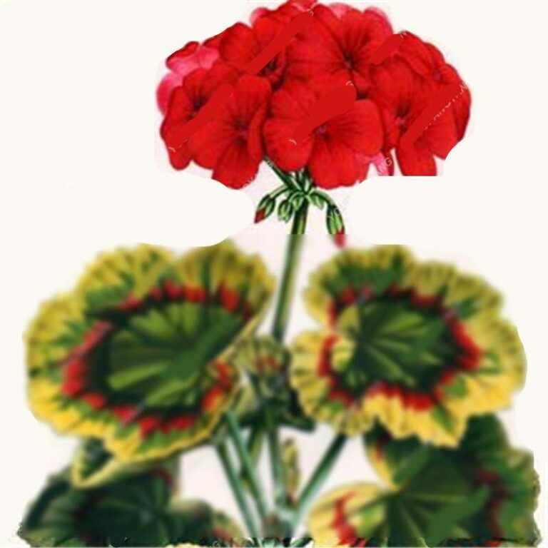 50 Pcs Elegant Blue Geranium Seeds OutletTrends.com Free Shipping Up to ...