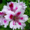 50 Pcs Elegant Blue Geranium Seeds OutletTrends.com Free Shipping Up to ...