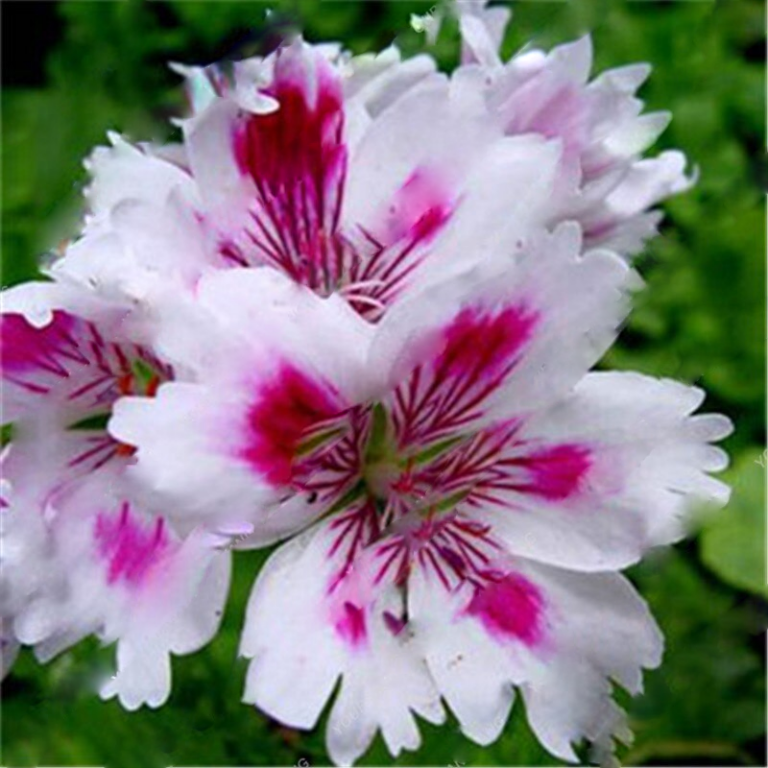 50 Pcs Elegant Blue Geranium Seeds OutletTrends.com Free Shipping Up to ...