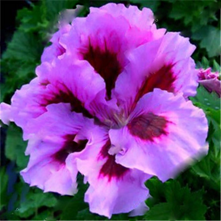 50 Pcs Elegant Blue Geranium Seeds OutletTrends.com Free Shipping Up to ...