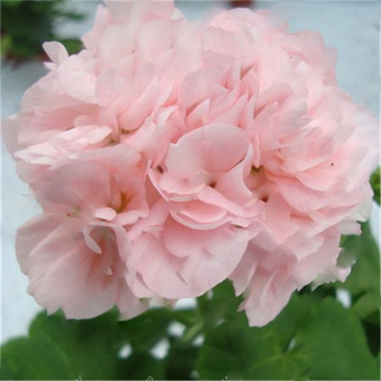 50 Pcs Elegant Blue Geranium Seeds OutletTrends.com Free Shipping Up to ...